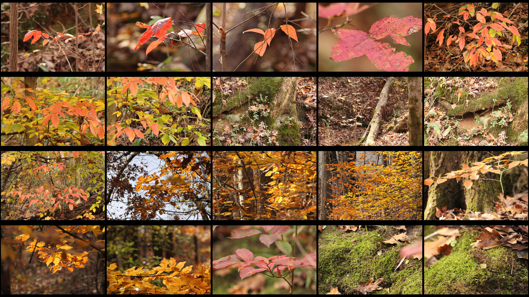 ArtStation - Fall Forest Pack | Resources