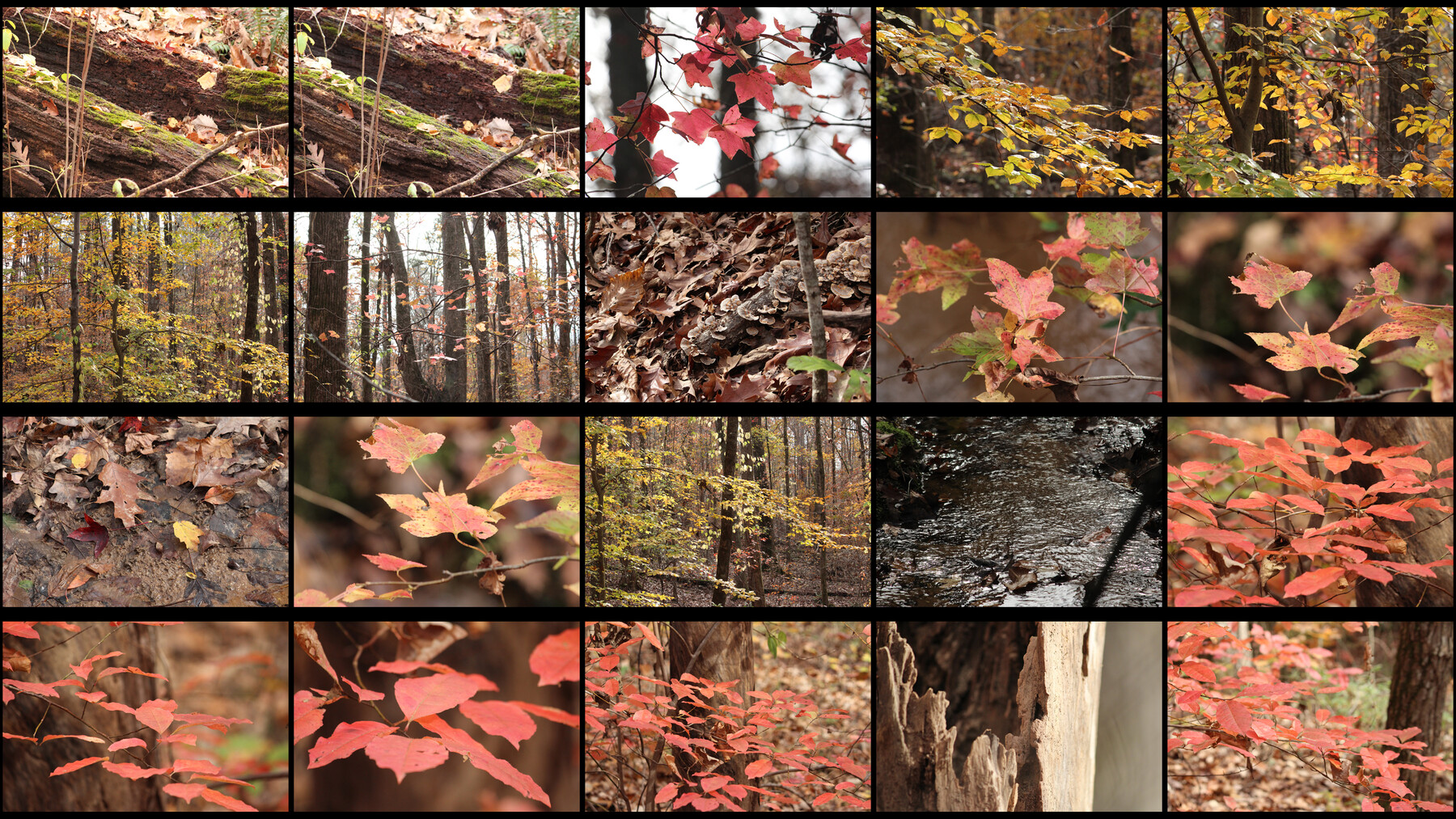 ArtStation - Fall Forest Pack | Resources