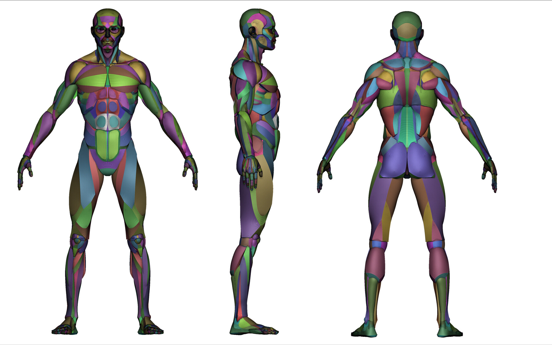 ArtStation - Modular Anatomy | Resources