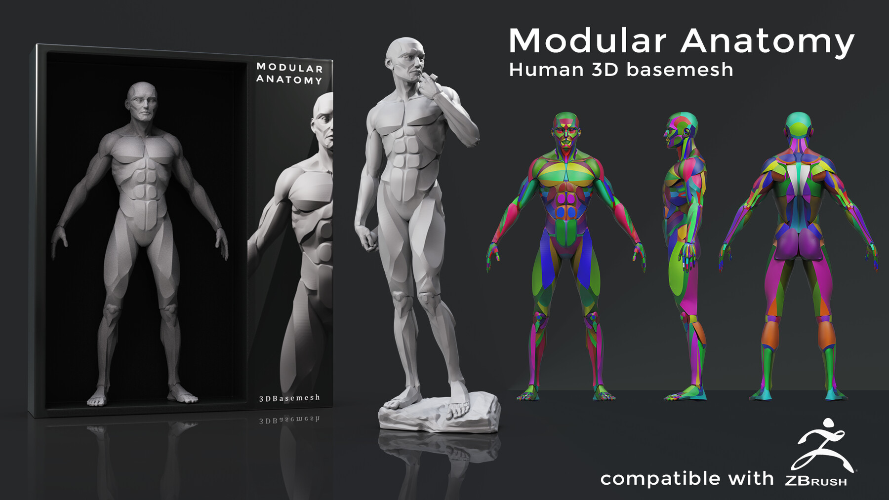 ArtStation - Modular Anatomy | Resources