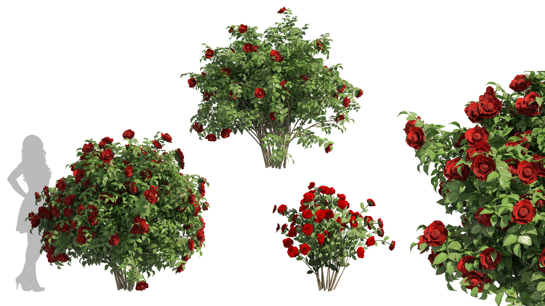 ArtStation - 3 Red Rose Flower Bush Low Poly | Resources