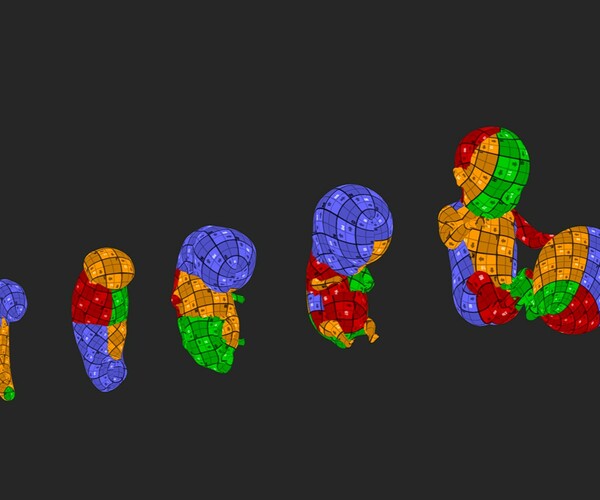 ArtStation - Fetal Development Stages - Human embryonic | Resources