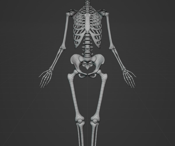 ArtStation - Female Ecorche - Skin Musculature Skeleton | Game Assets