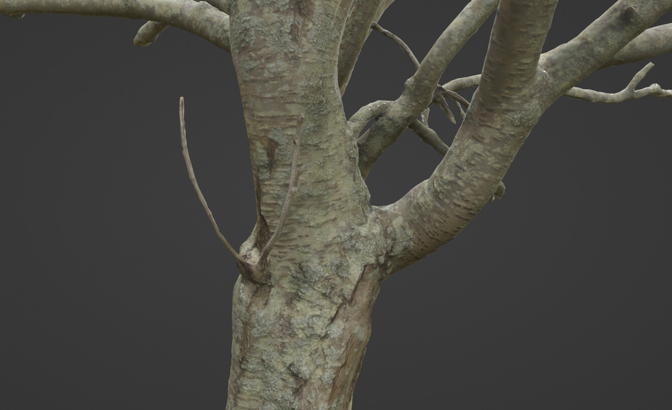ArtStation - 3D cherry tree trunk (photogrammetry) | Resources