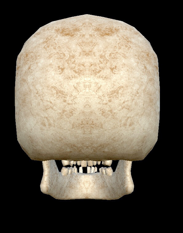 ArtStation - Skull - PBR - Textured | Game Assets