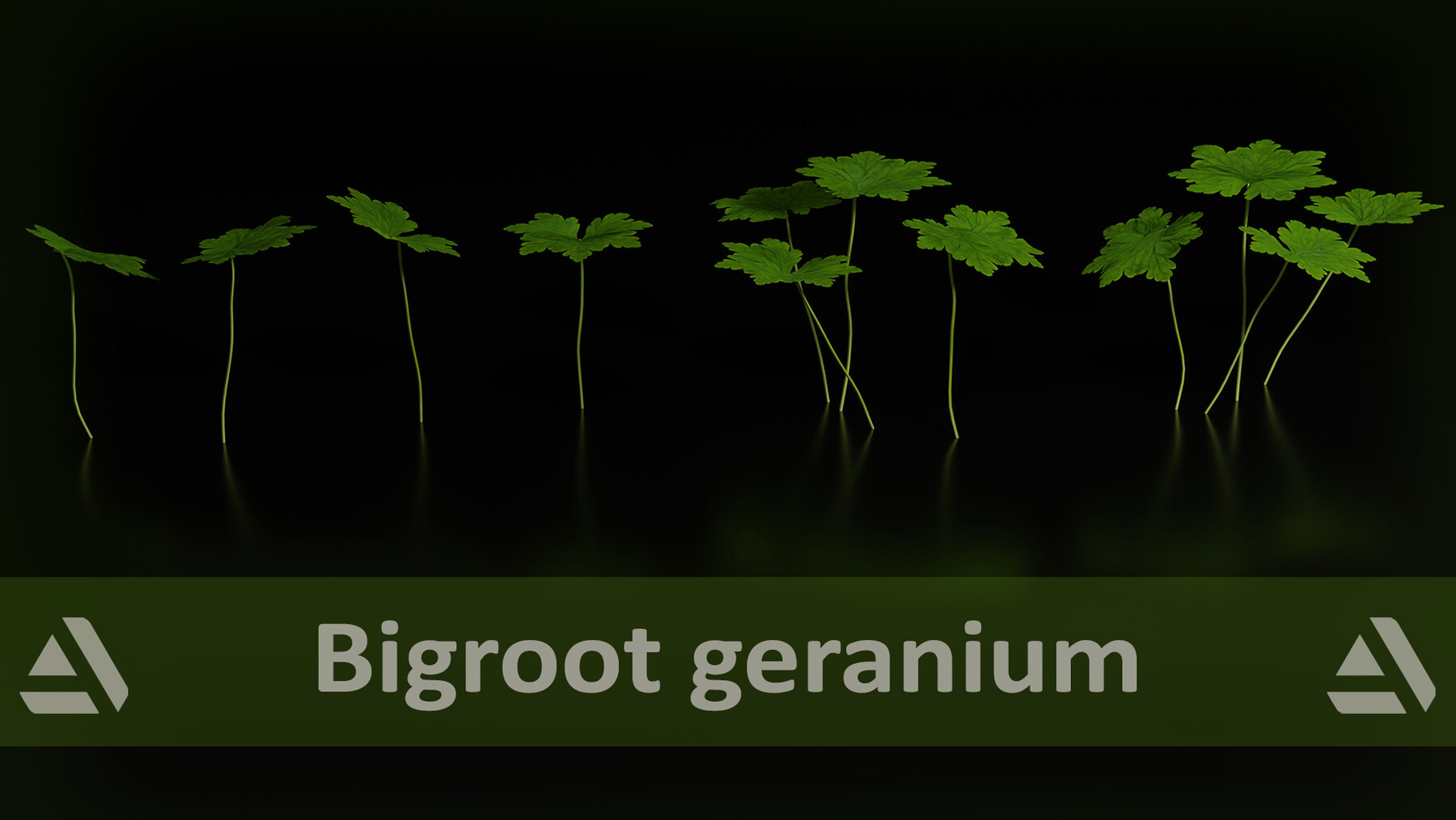 ArtStation - Bigroot geranium (Geranium macrorrhizum) | Game Assets