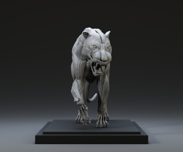 ArtStation - Tiger Ecorche Pose | Game Assets