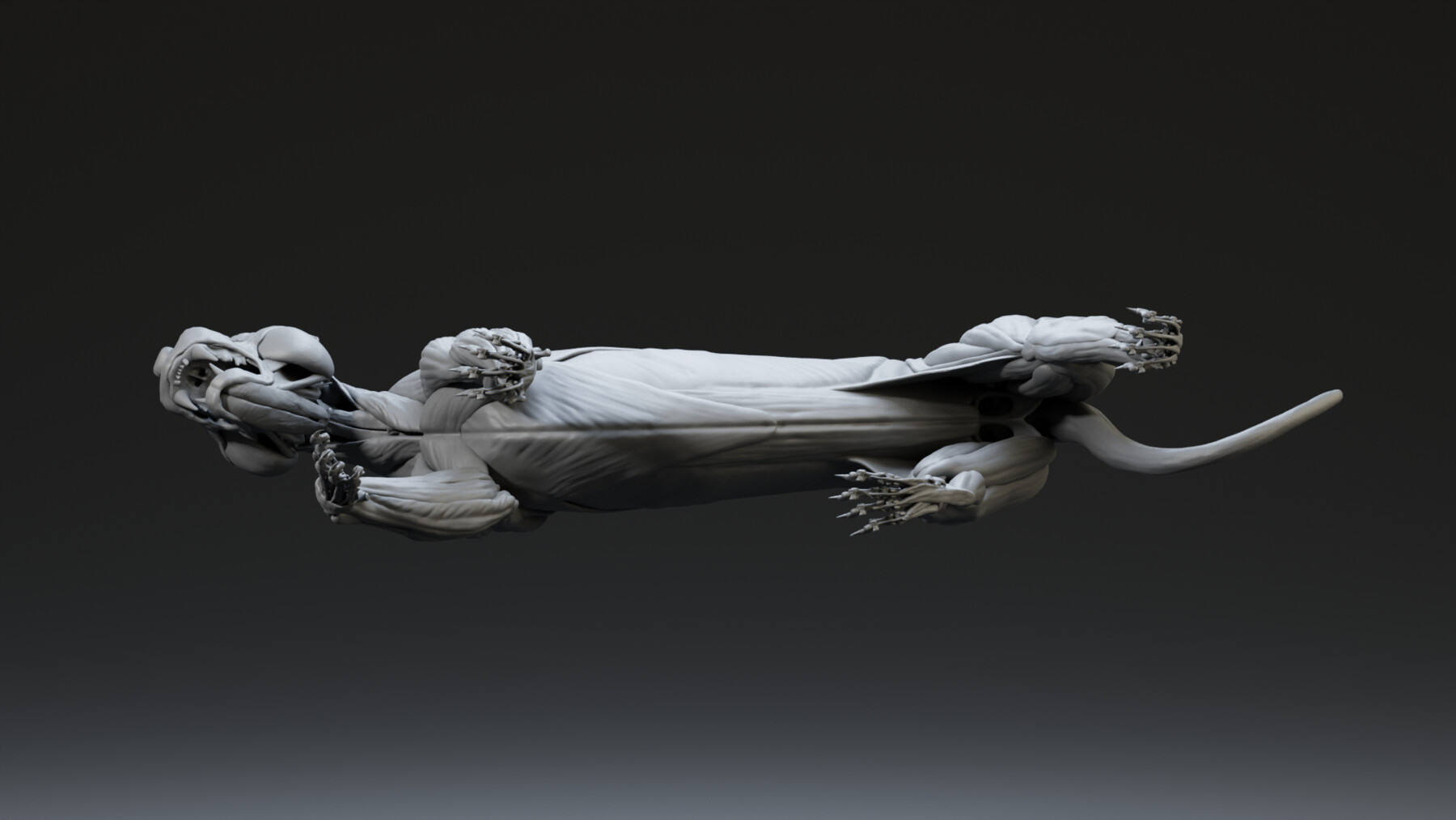 ArtStation - Tiger Ecorche Pose | Game Assets