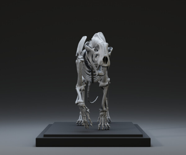 ArtStation - Tiger Ecorche Pose | Game Assets