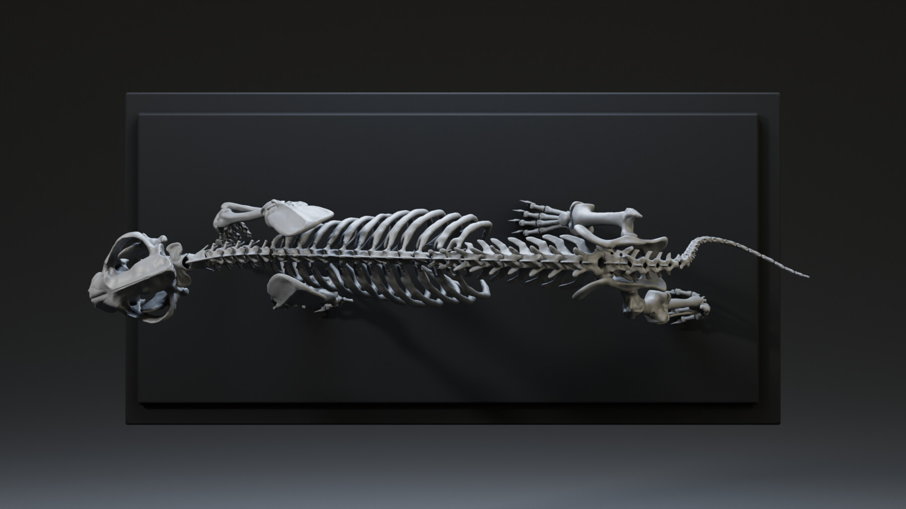 ArtStation - Tiger Ecorche Pose | Game Assets