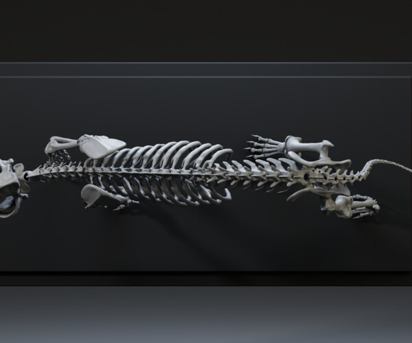 ArtStation - Tiger Ecorche Pose | Game Assets