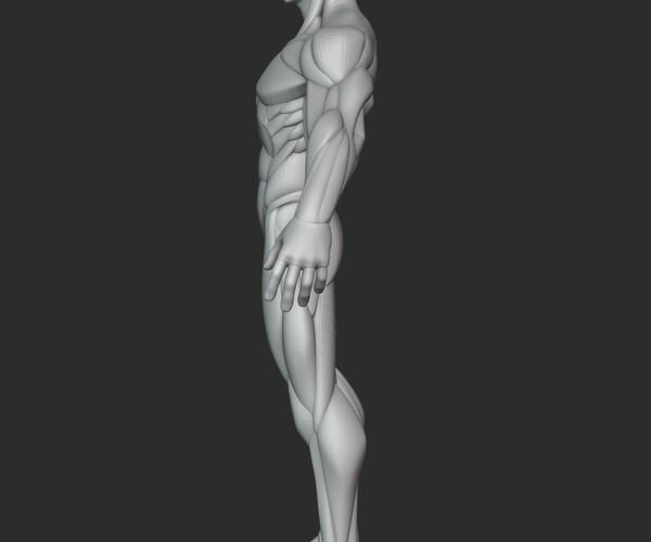 ArtStation - Stylized Warrior Anatomy | Resources