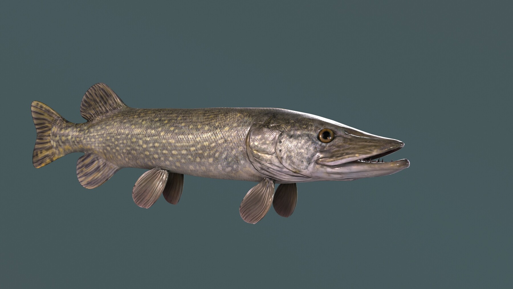 ArtStation - Pike Fish | Game Assets