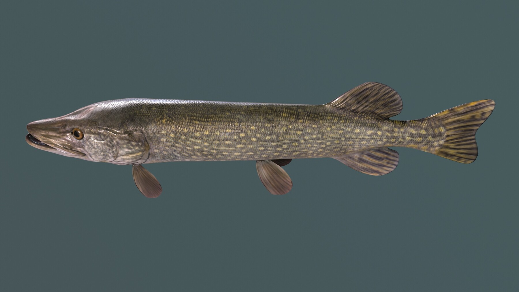 ArtStation - Pike Fish | Game Assets