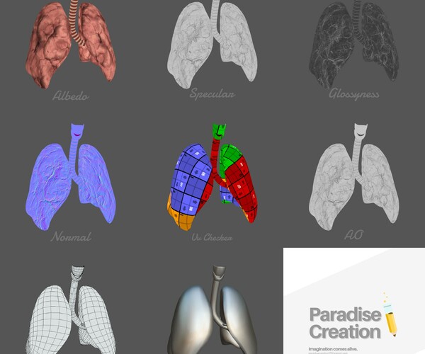 ArtStation - Human Lungs | Game Assets