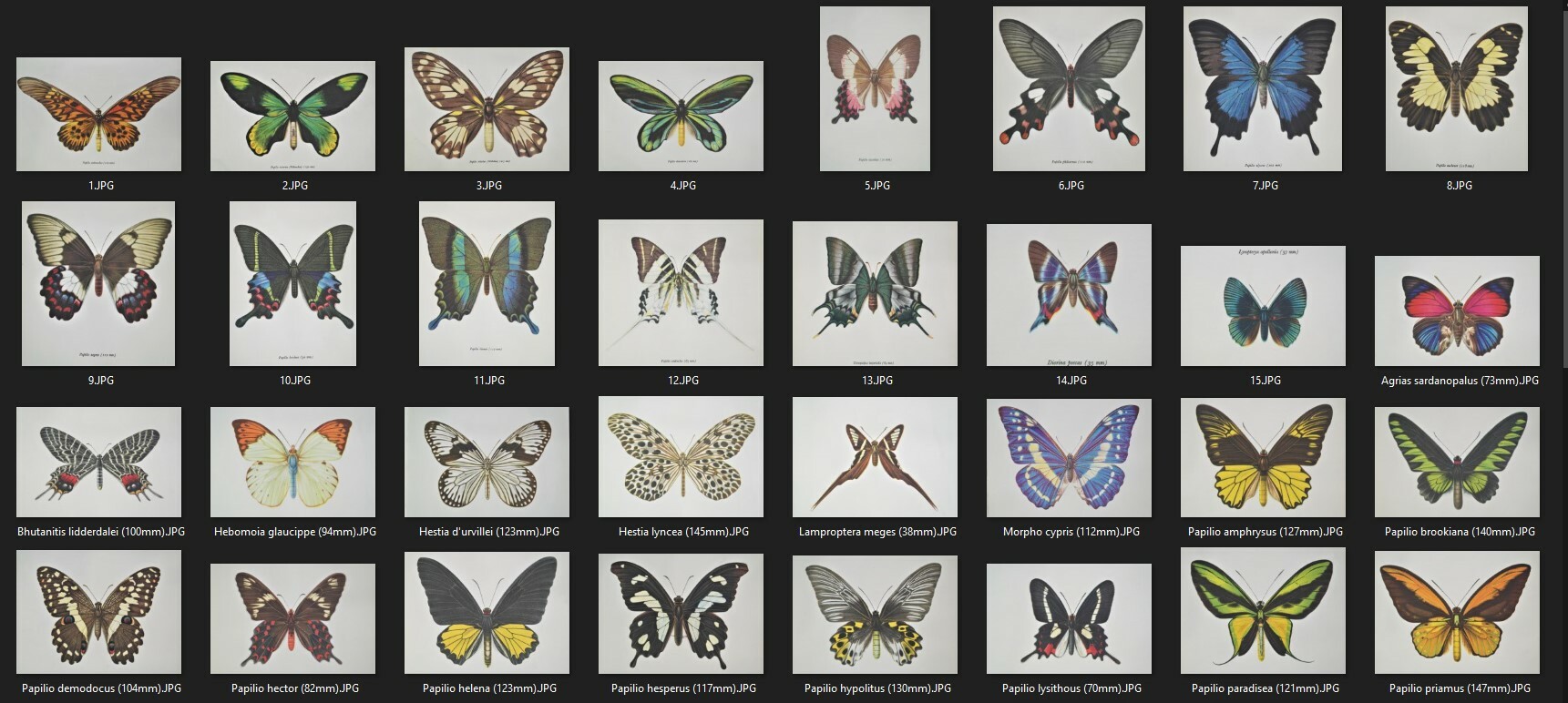 ArtStation - Butterflies: old book illustrations reference photos ...