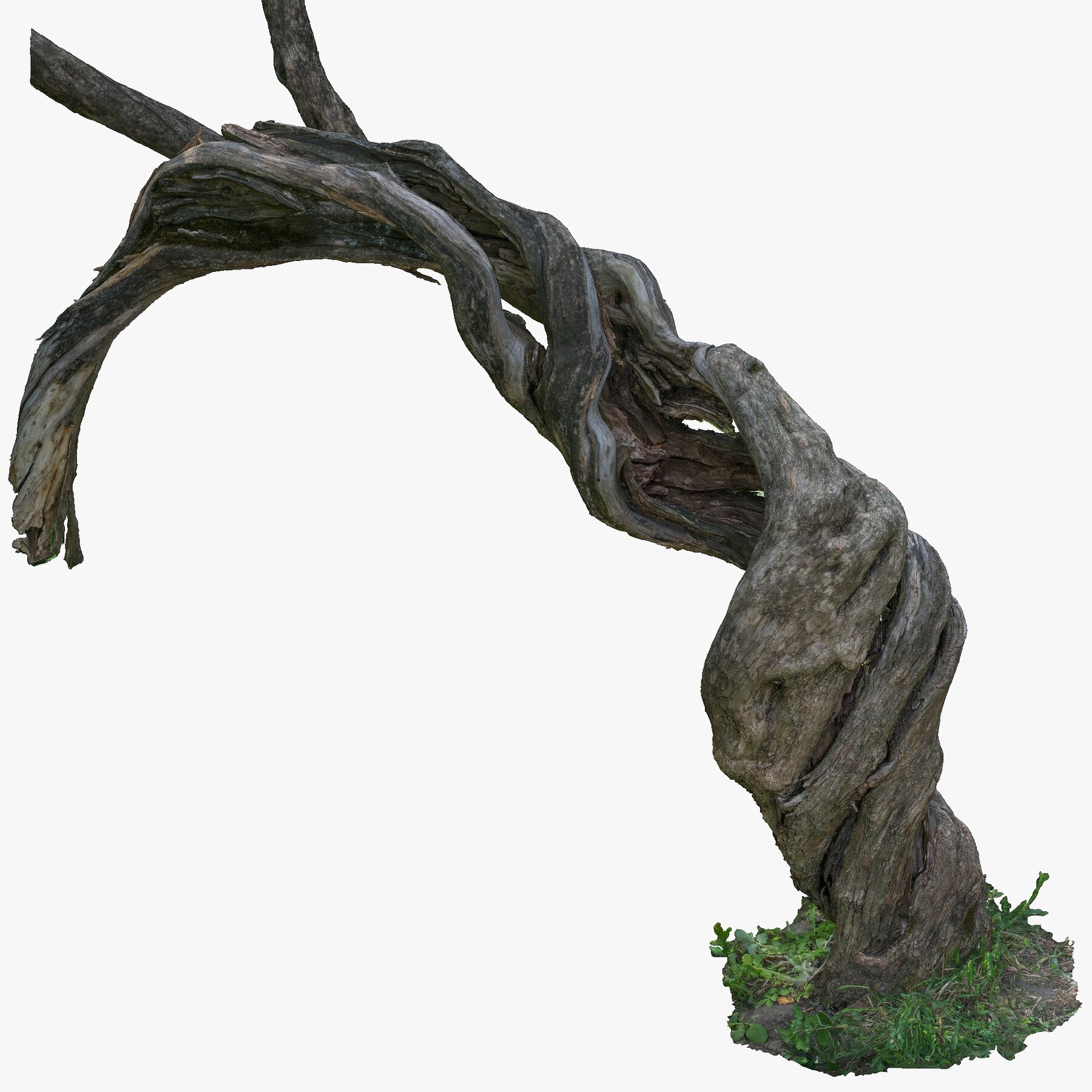 ArtStation - Spiral Cracked Tree Trunk RAW 3D Scan 16k Texture | Game ...