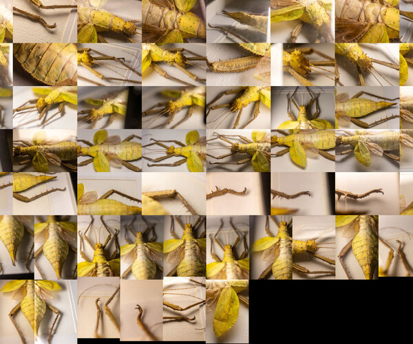 ArtStation - Stick insect reference photos. | Resources