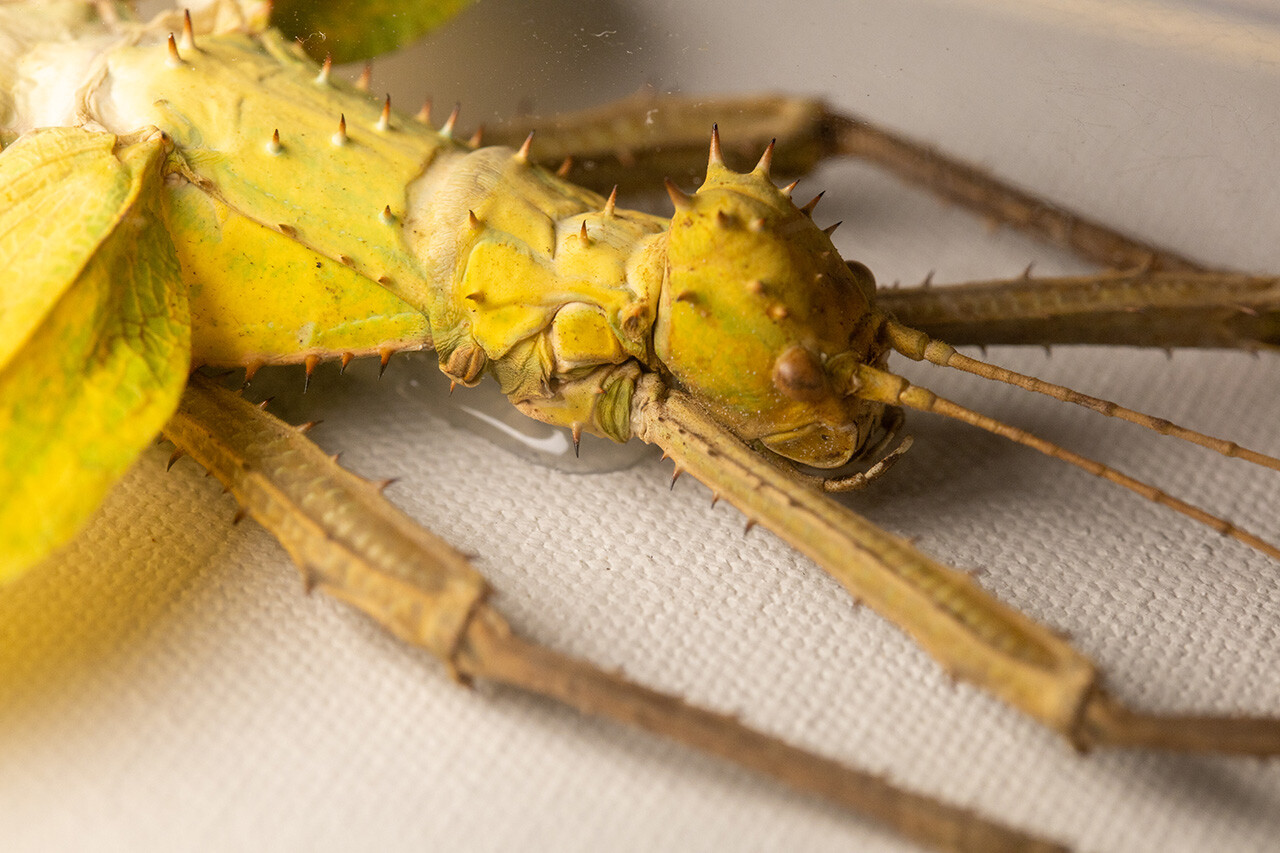 ArtStation - Stick insect reference photos. | Resources