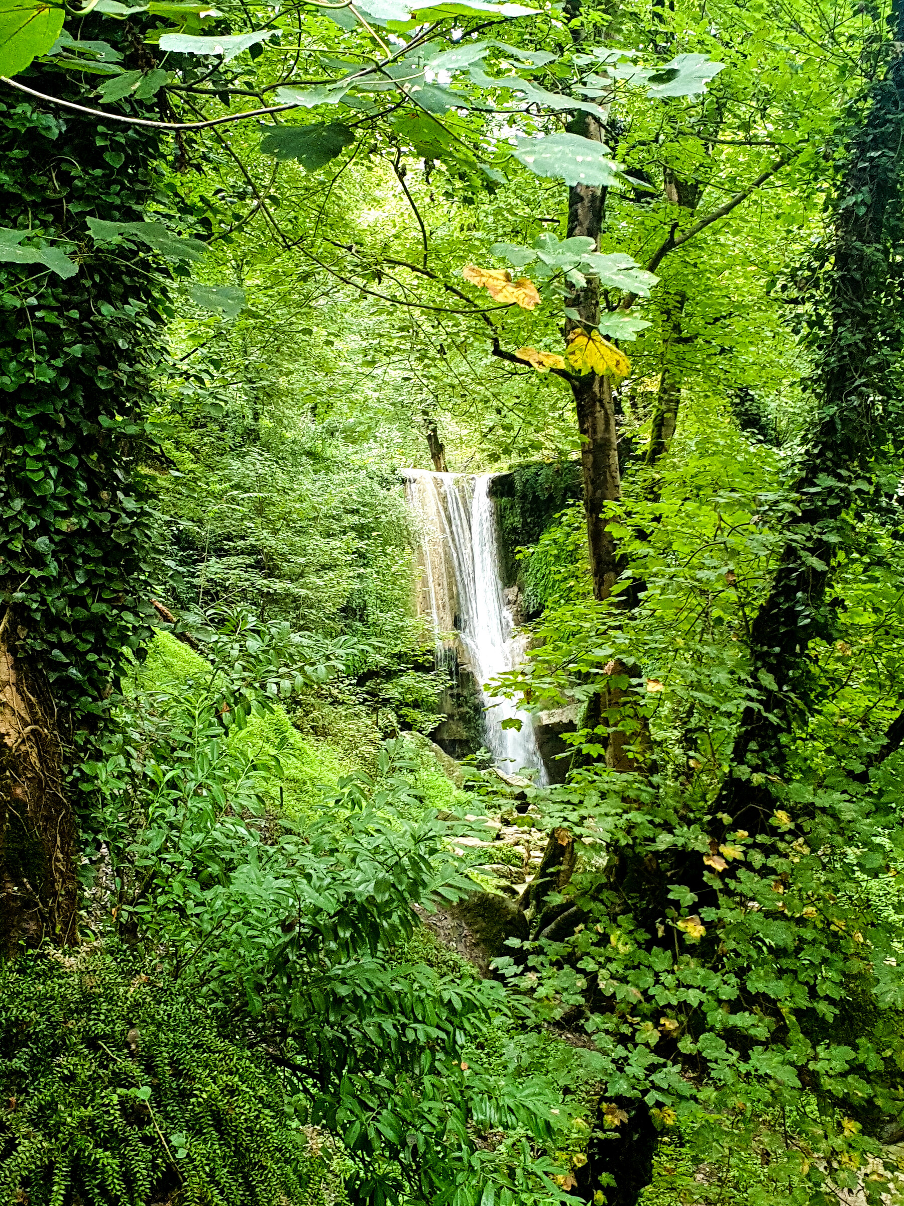 ArtStation - Deep Forest Photo Ref Pack | Resources