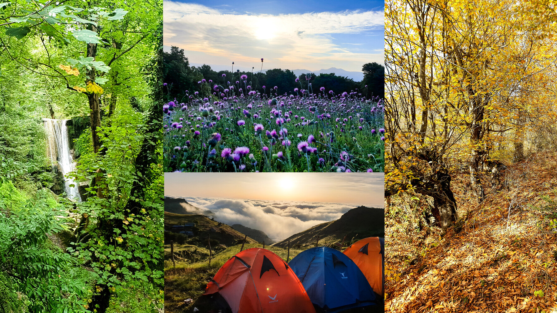 ArtStation - Deep Forest Photo Ref Pack | Resources