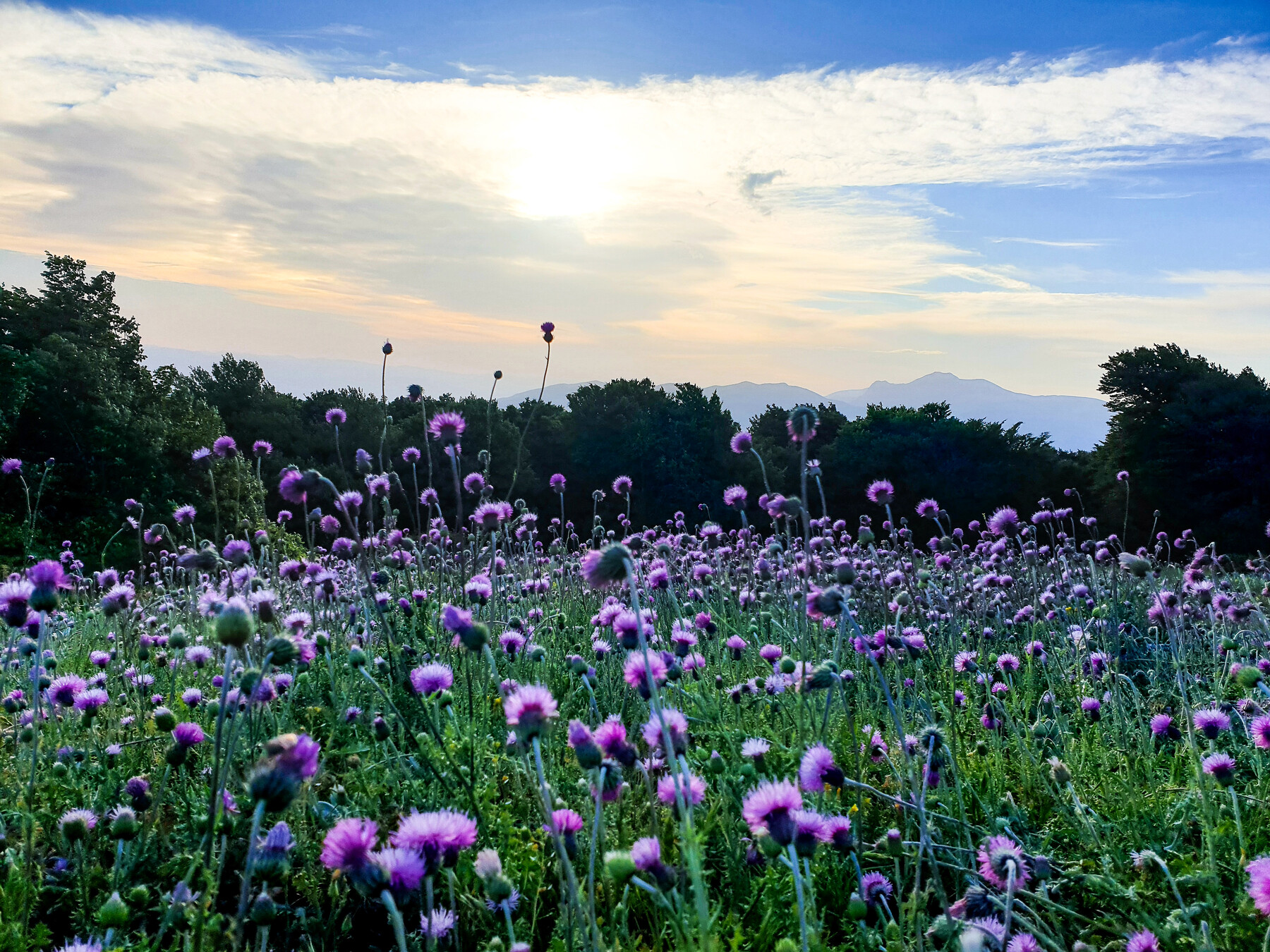 ArtStation - Deep Forest Photo Ref Pack | Resources