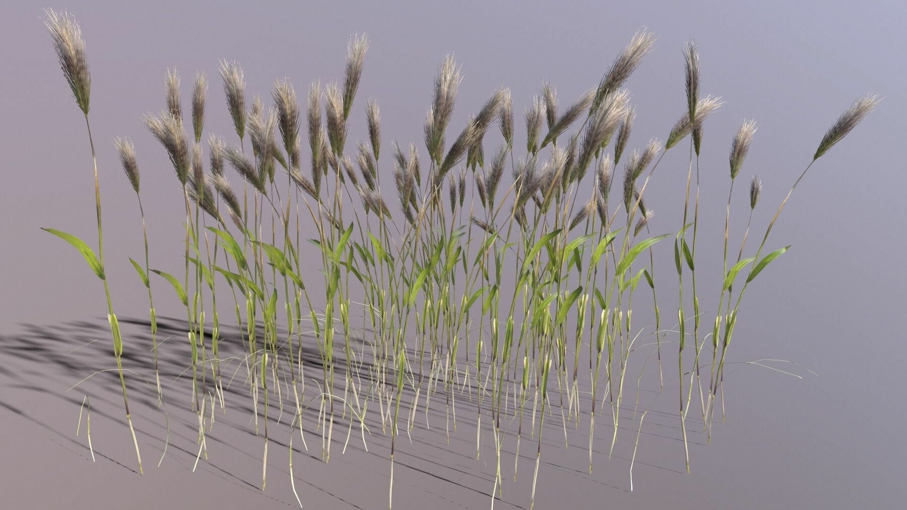 ArtStation - Wheat Plant (Game-Ready) | Game Assets