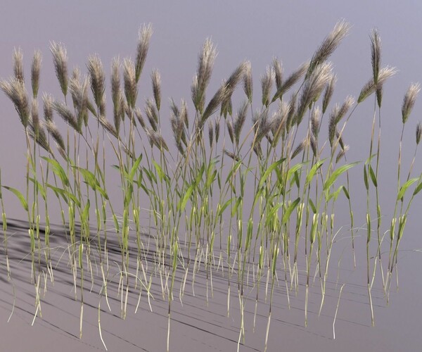 ArtStation - Wheat Plant (Game-Ready) | Game Assets
