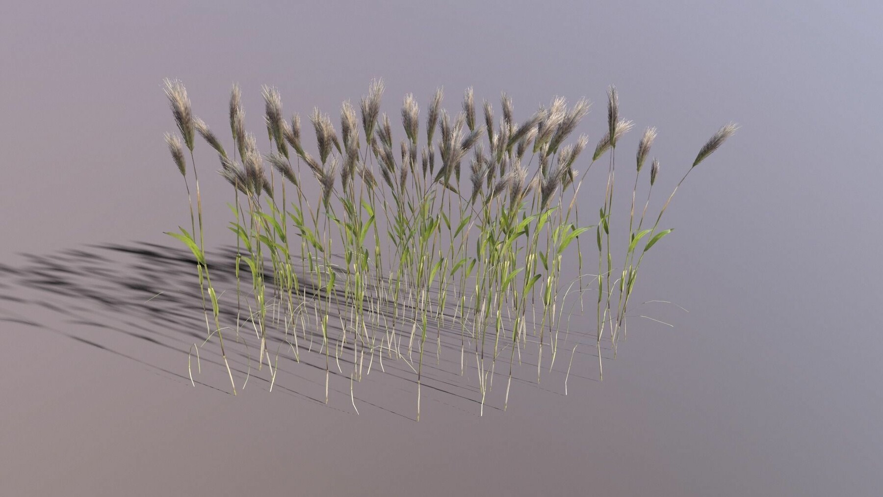 ArtStation - Wheat Plant (Game-Ready) | Game Assets