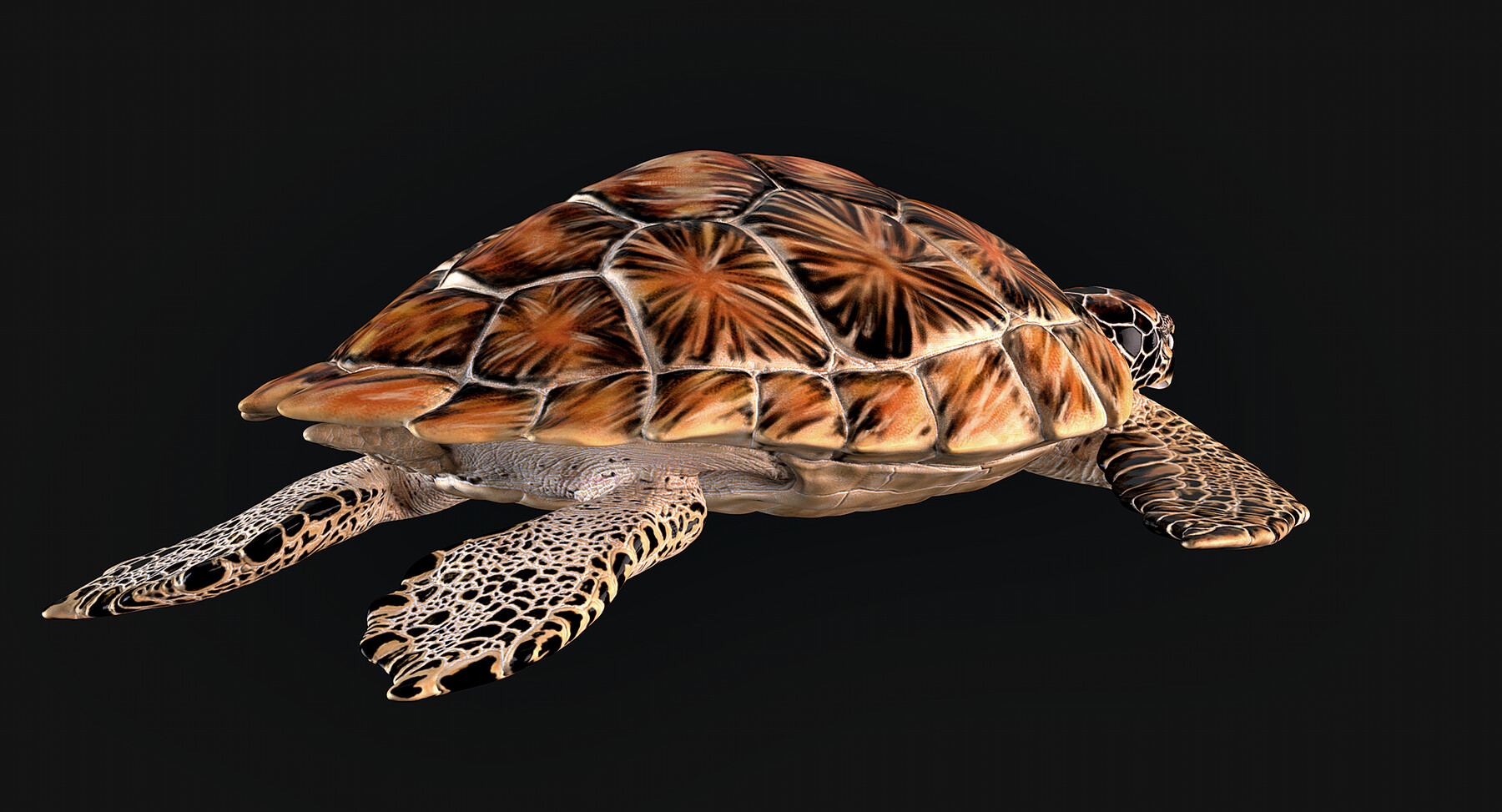 ArtStation - Hawksbill Sea Turtle | Resources