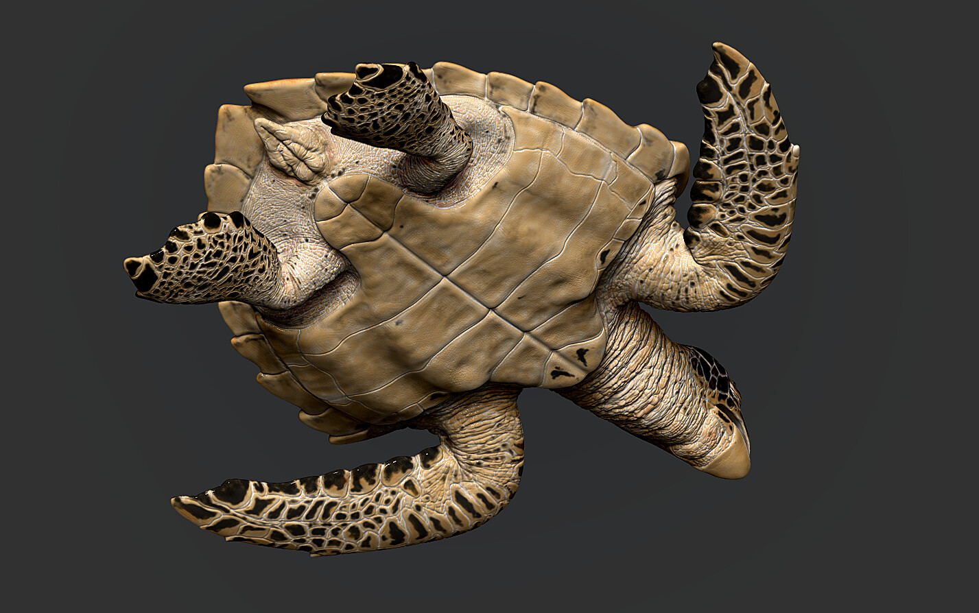 ArtStation - Hawksbill Sea Turtle | Resources