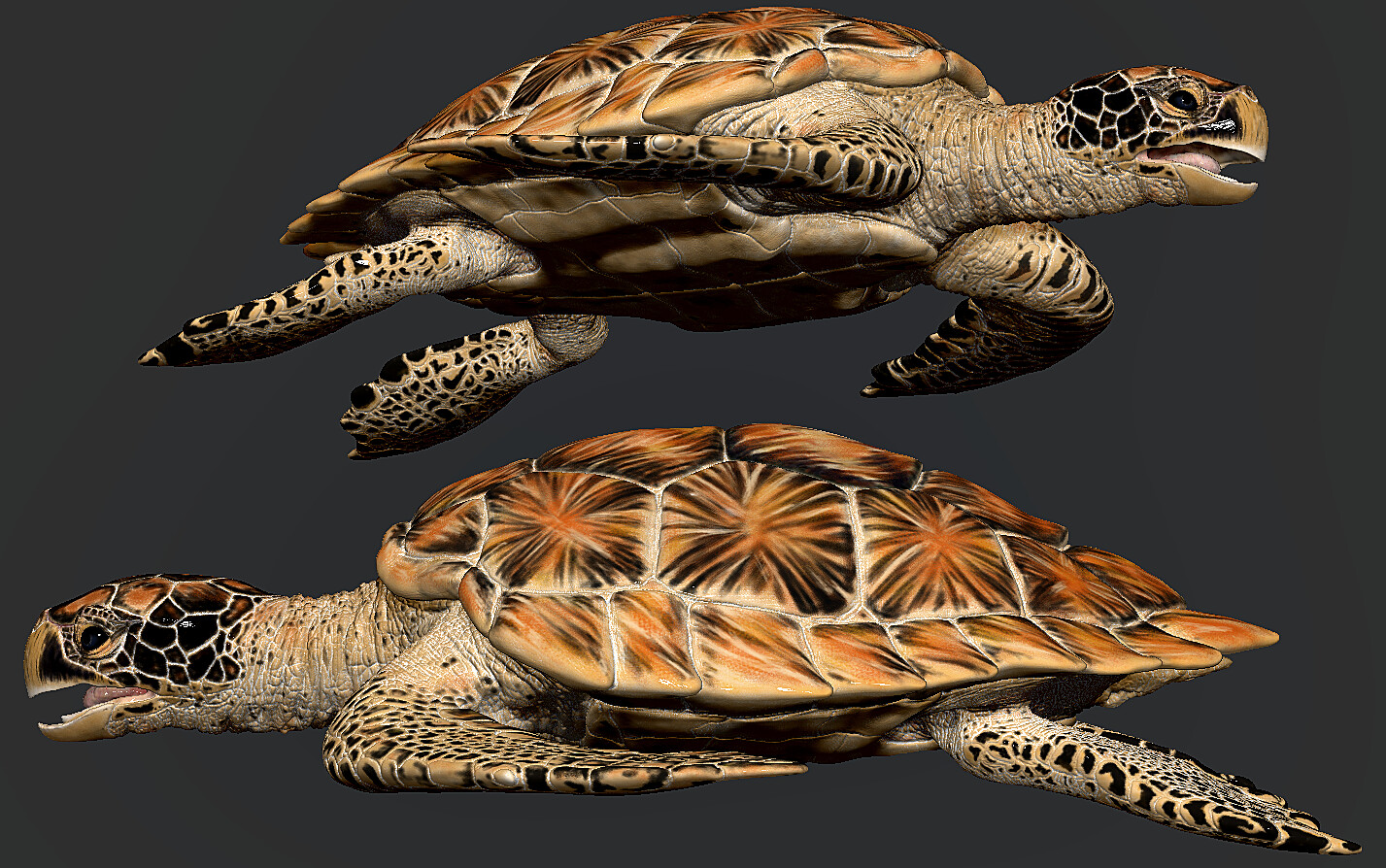 ArtStation - Hawksbill Sea Turtle | Resources
