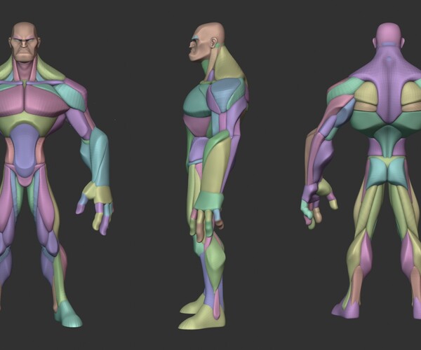 ArtStation - Stylized Hero Anatomy V3 | Resources