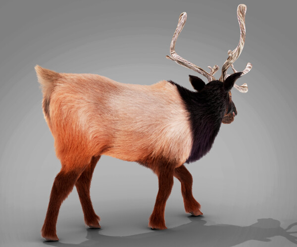 ArtStation - Fur Red Reindeer Rigged Blender | Game Assets
