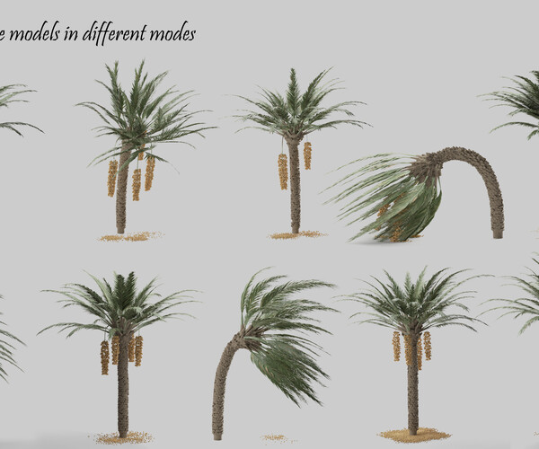 ArtStation - 10 Palm Tree 3D models + with different weather conditions ...