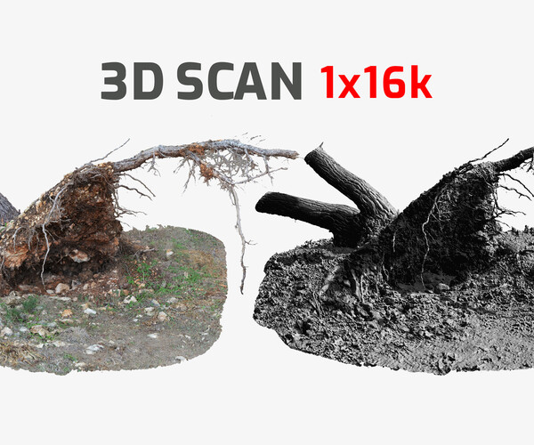 ArtStation - Fallen Pine Tree Bare Roots 16k Textures RAW 3D Scan ...