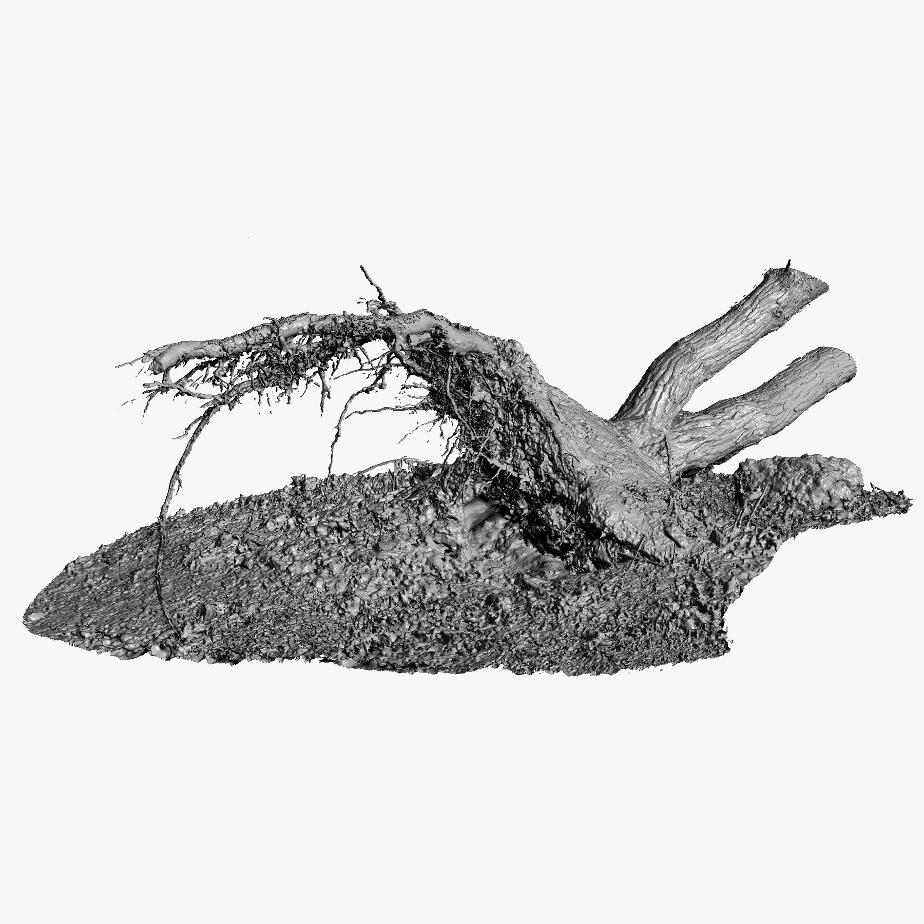 ArtStation - Fallen Pine Tree Bare Roots 16k Textures RAW 3D Scan ...