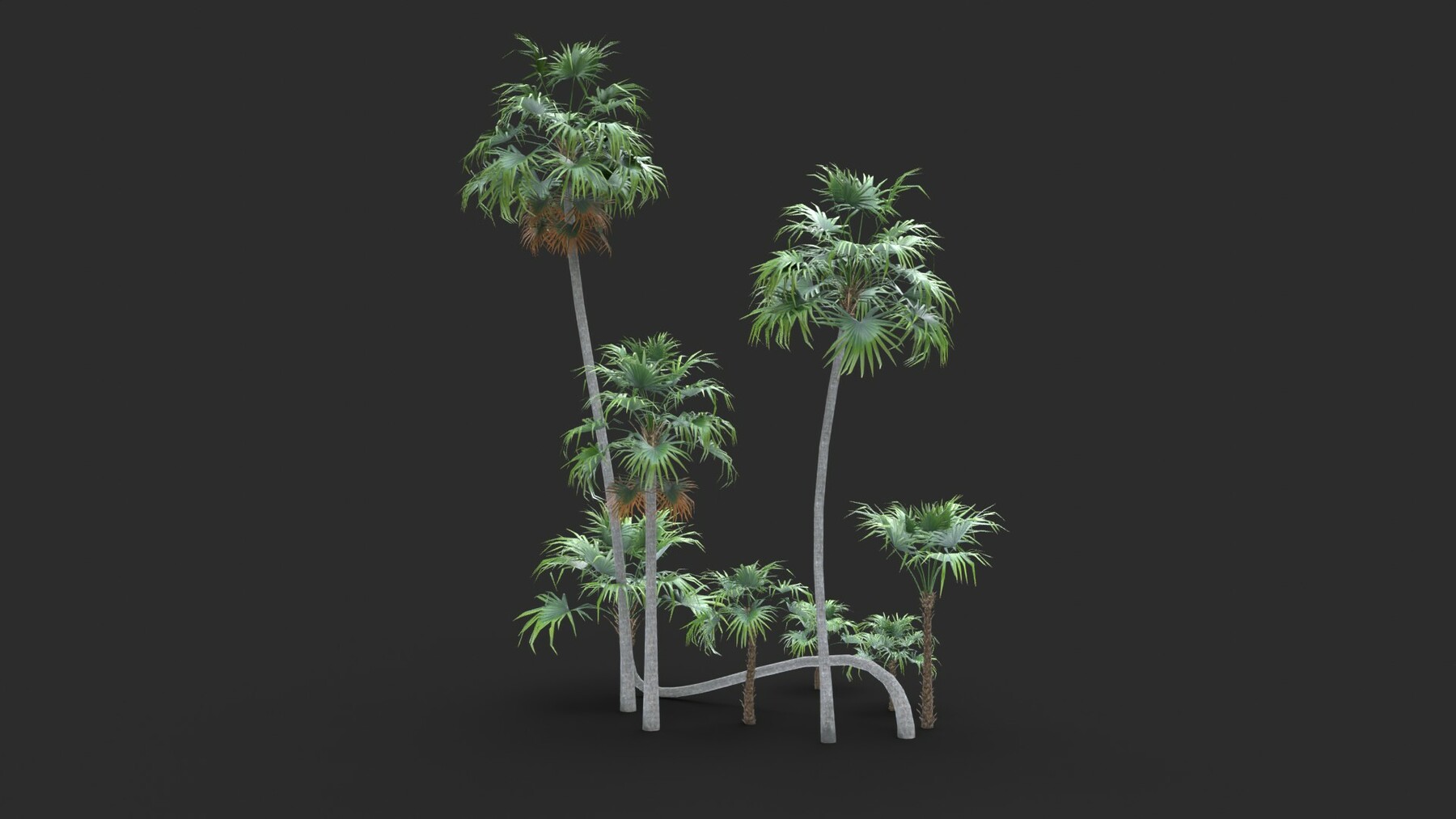 ArtStation - Green Thatch Palm Tree - Thrinax Radiata | Game Assets