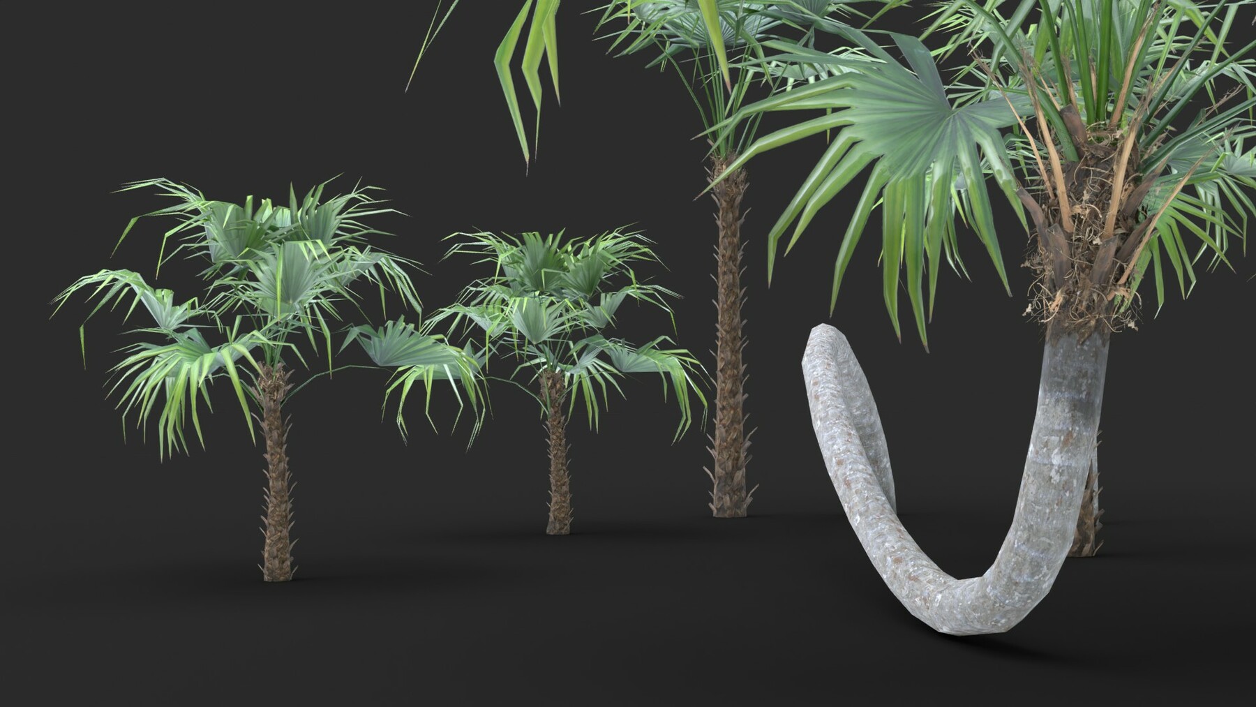 ArtStation - Green Thatch Palm Tree - Thrinax Radiata | Game Assets