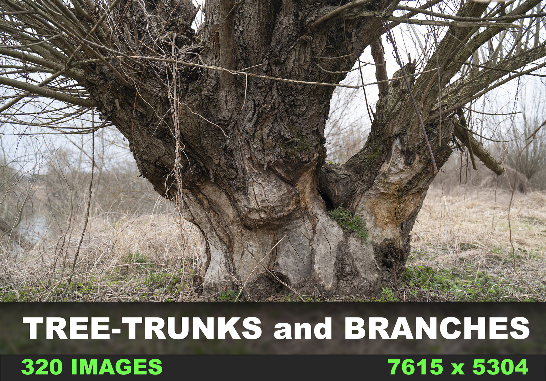 ArtStation - TREE-TRUNKS and BRANCHES: HIGH RES IMAGES (7615 x 5304 ...