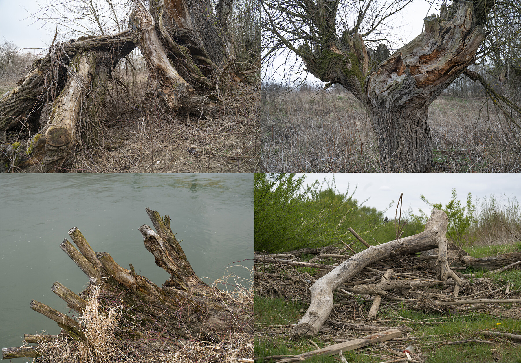 ArtStation - TREE-TRUNKS and BRANCHES: HIGH RES IMAGES (7615 x 5304 ...