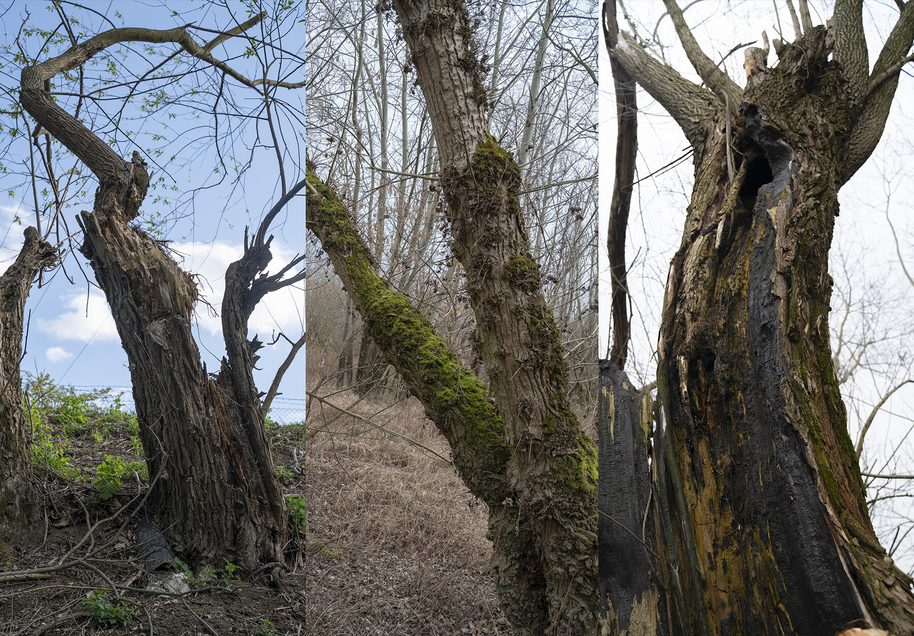 ArtStation - TREE-TRUNKS and BRANCHES: HIGH RES IMAGES (7615 x 5304 ...