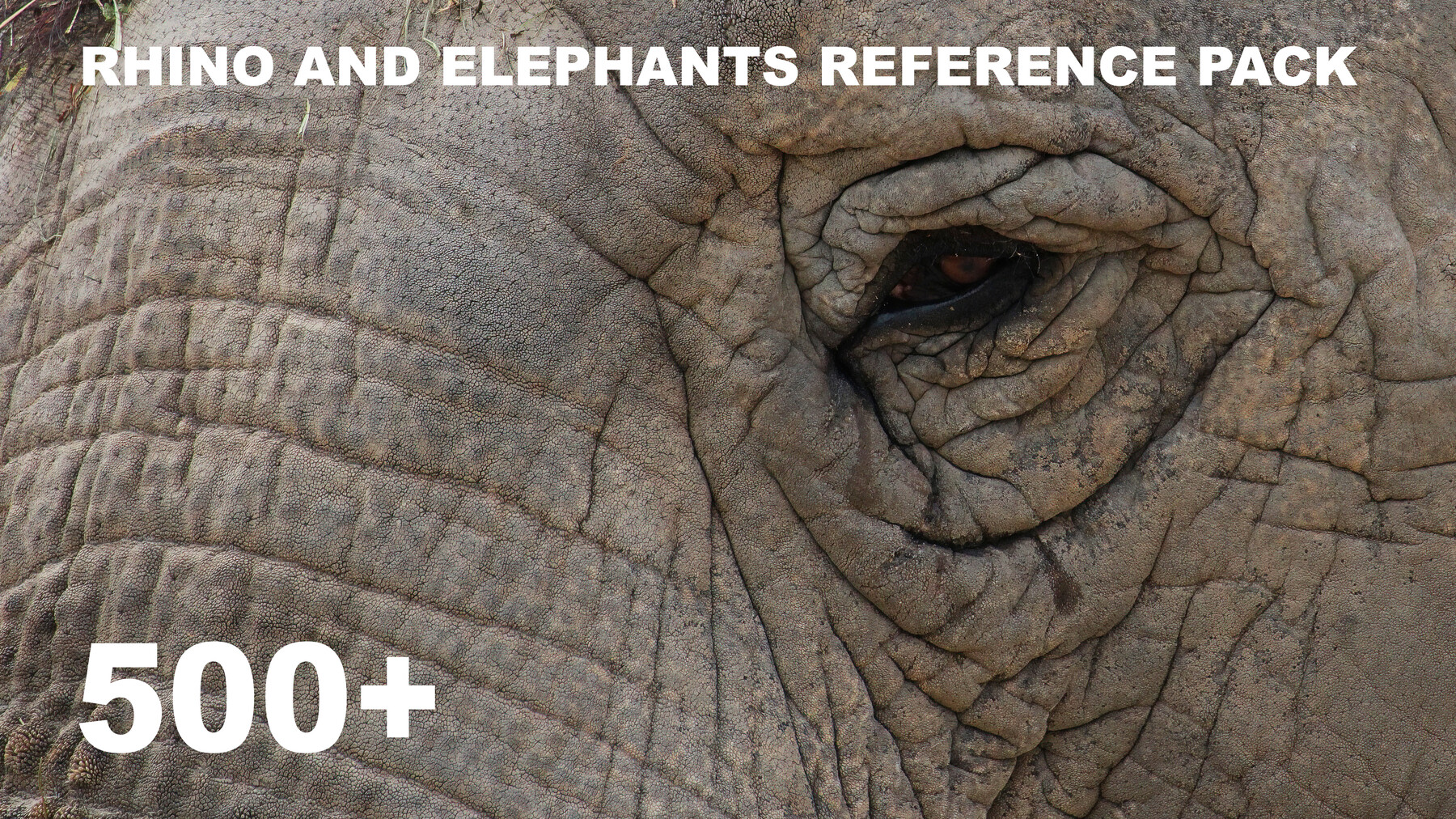 ArtStation - 500+ Rhino and Elephants - Pack Références | Resources