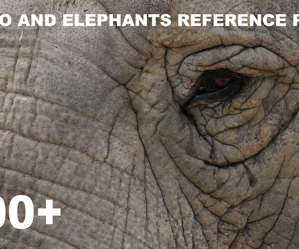 ArtStation - 500+ Rhino and Elephants - Pack Références | Resources