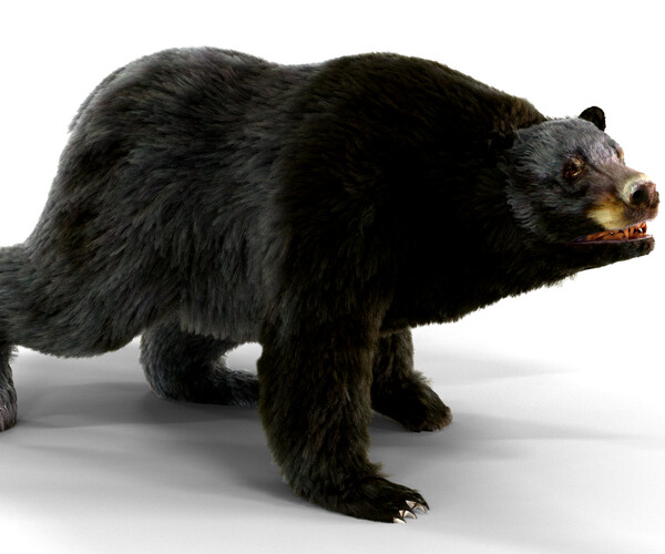 ArtStation - Fur Black Bear animated | Game Assets