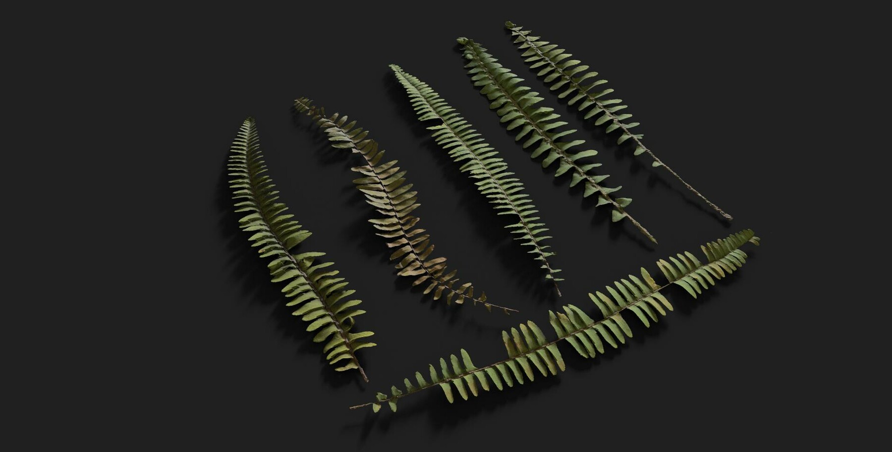 ArtStation - Common Fern | Game Assets