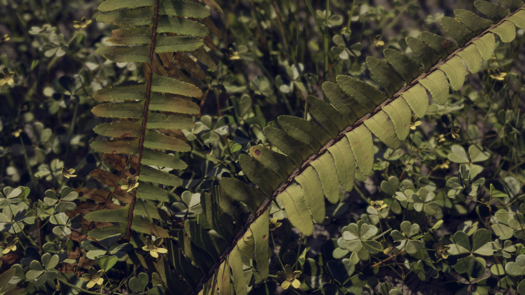 ArtStation - Common Fern | Game Assets