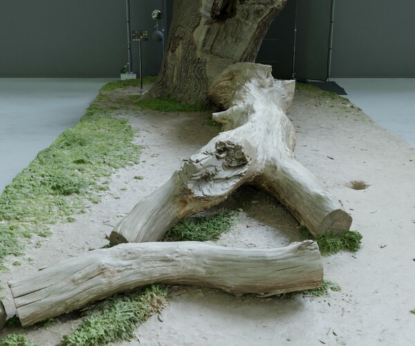ArtStation - Fallen Tree with a split branch Photogrammetry | Game Assets