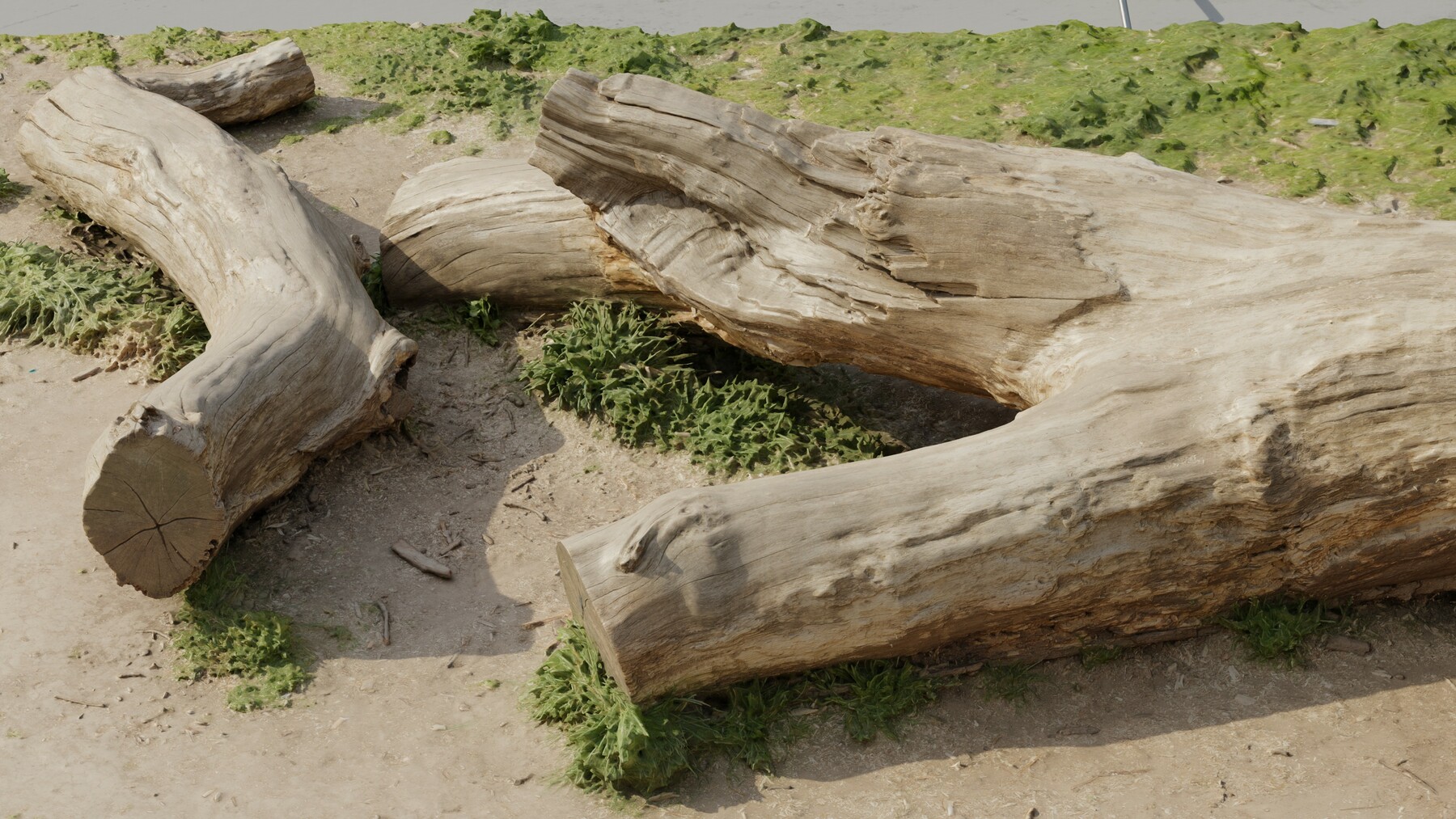 ArtStation - Fallen Tree with a split branch Photogrammetry | Game Assets