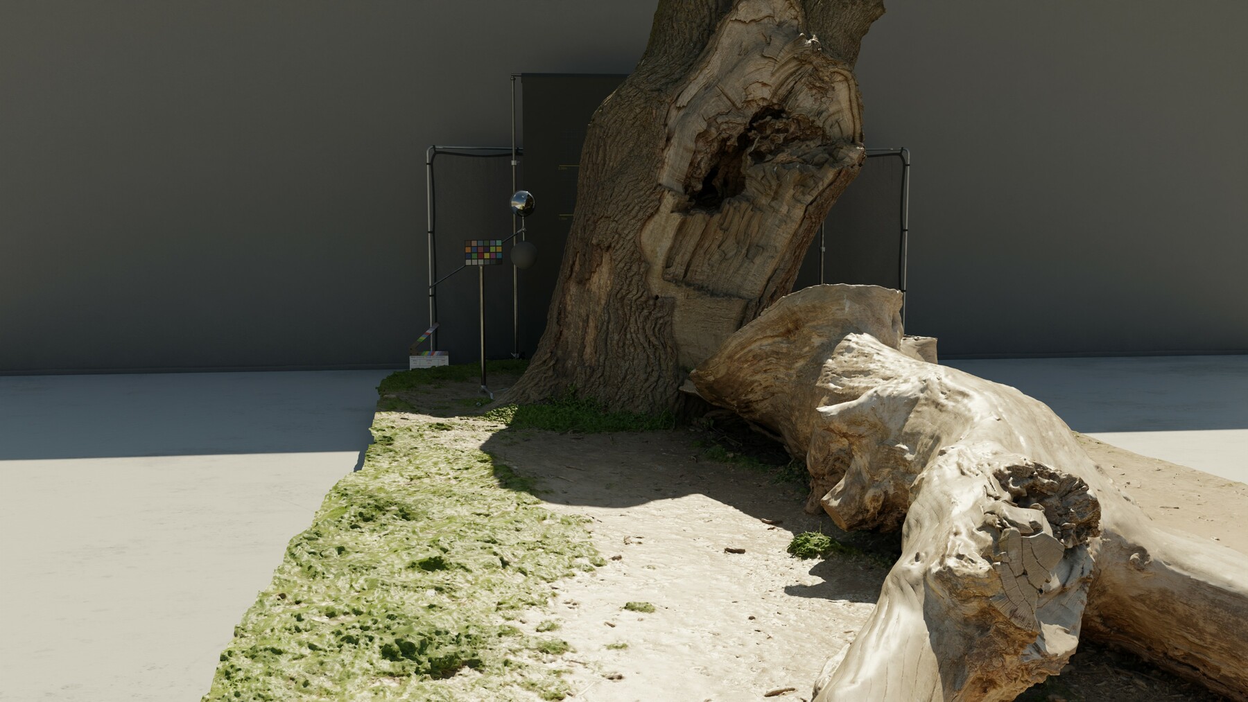 ArtStation - Fallen Tree with a split branch Photogrammetry | Game Assets